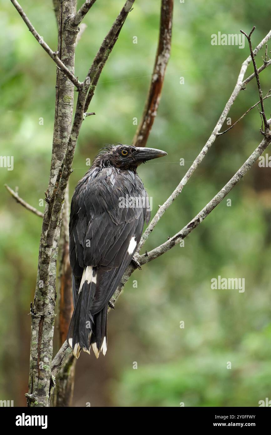An australian torresian crow hi-res stock photography and images - Alamy