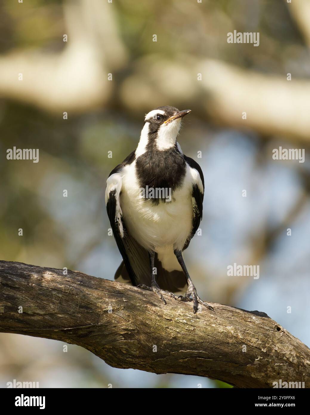 Australian magpie bird perching hi-res stock photography and images - Alamy