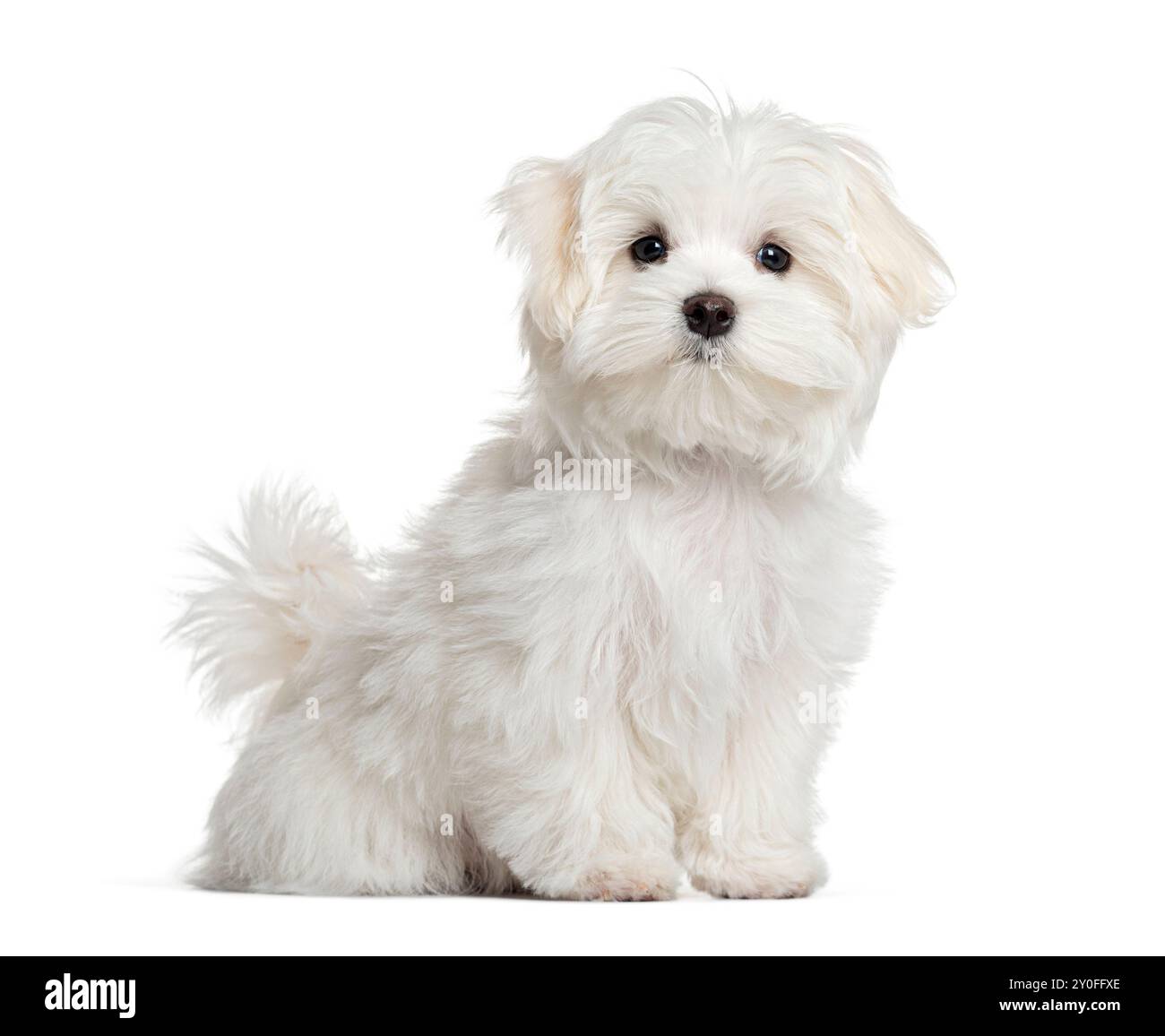 Side view of a maltese dog sitting and looking at the camera, wagging ...