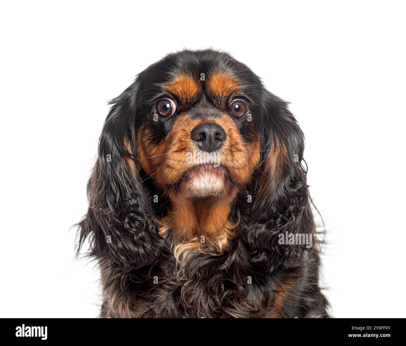Headshot of a cavalier king charles spaniel dog looking surprised ...
