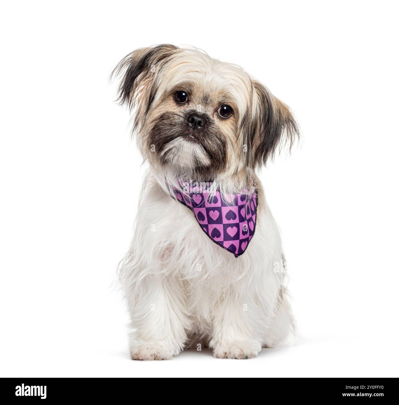 Fluffy Shih Tzu dog with a purple bandana decorated with hearts is ...