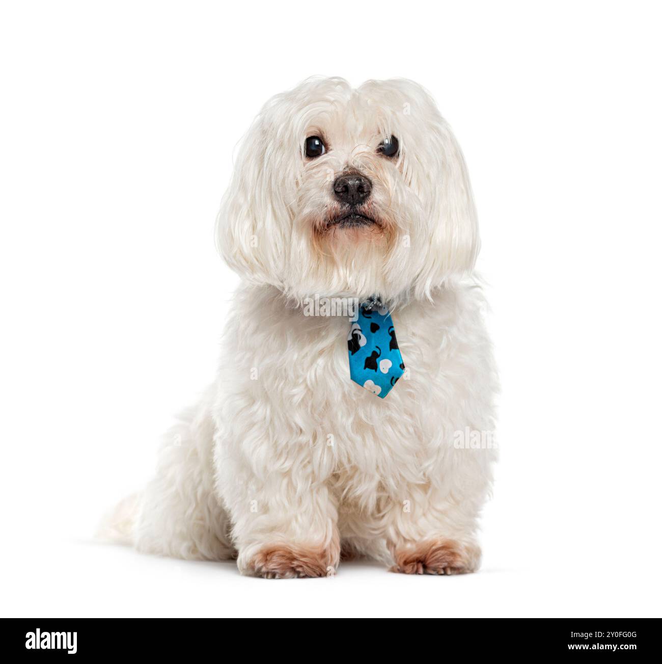 Maltese sitting and wearing a blue tie, looking sweet and innocent on ...