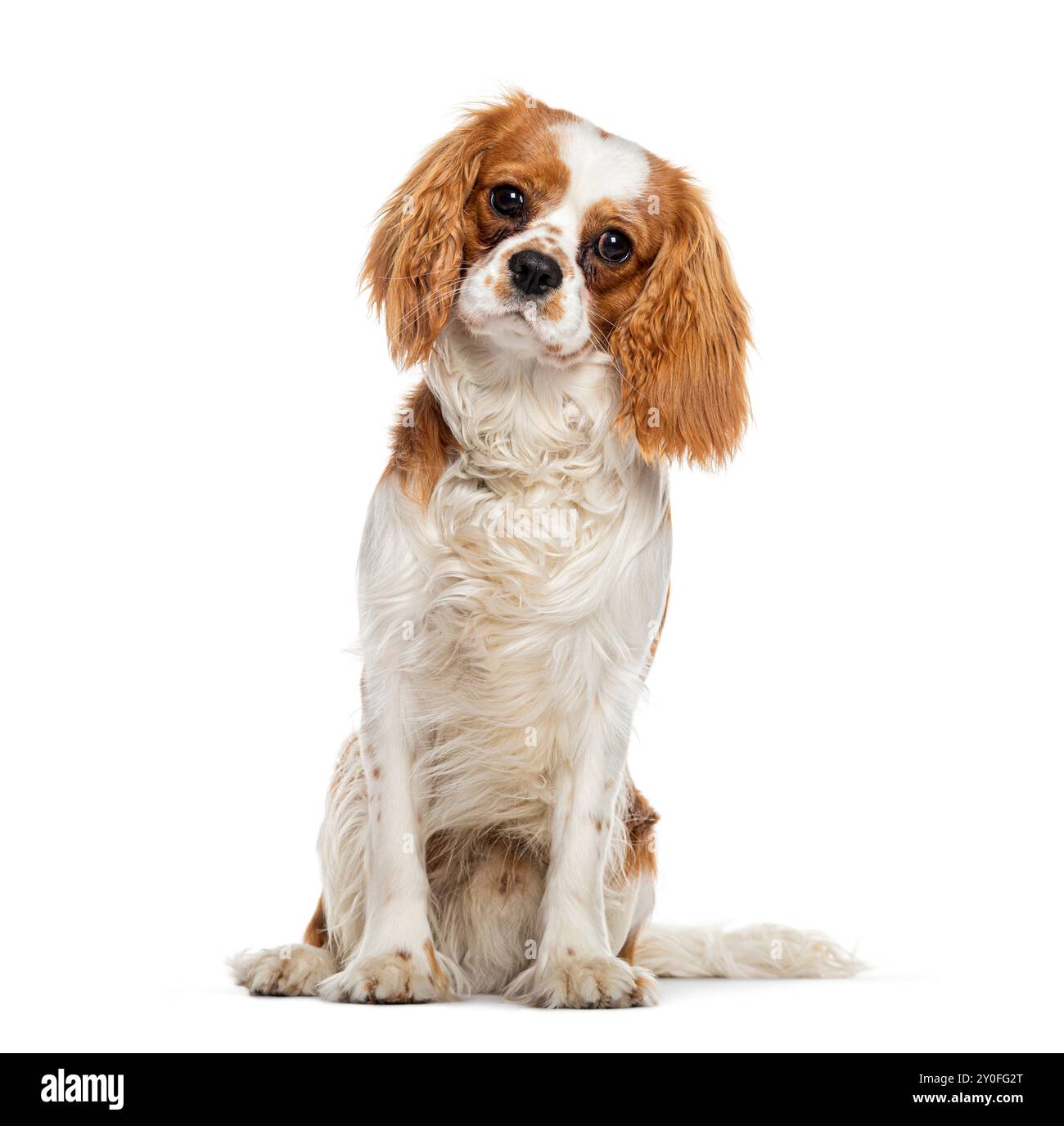 Cavalier king charles spaniel dog sitting and tilting its head with a ...