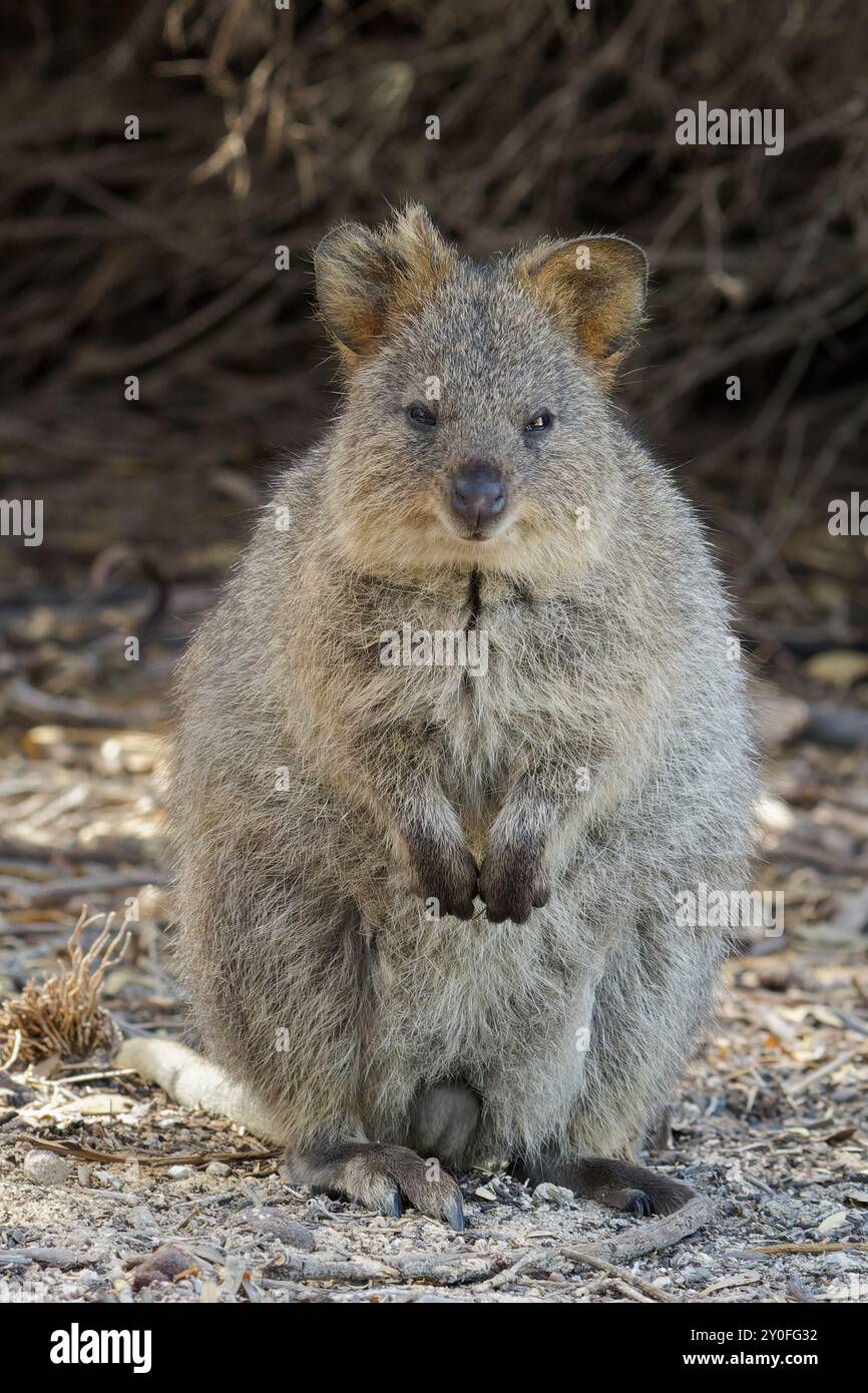 Quokka on Rottnest Island, Australia Stock Photo - Alamy