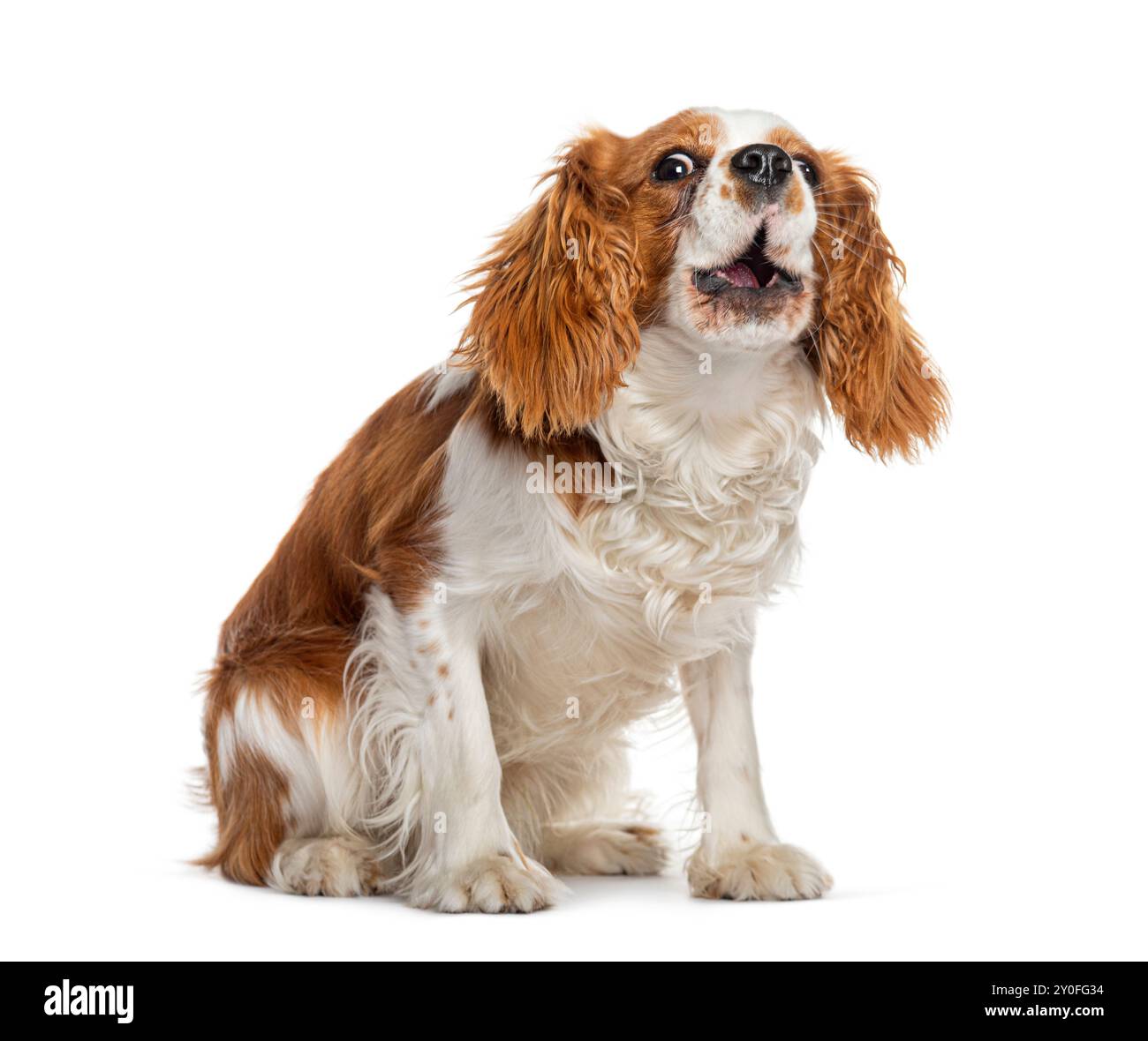Cavalier king charles spaniel sitting on the floor and barking isolated ...
