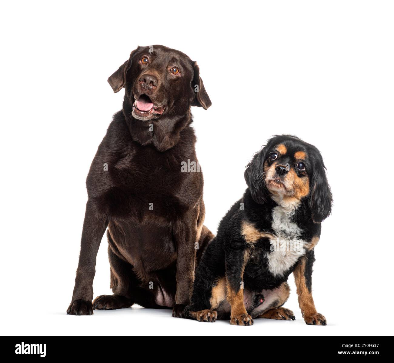 Chocolate labrador retriever and cavalier king charles spaniel sitting ...