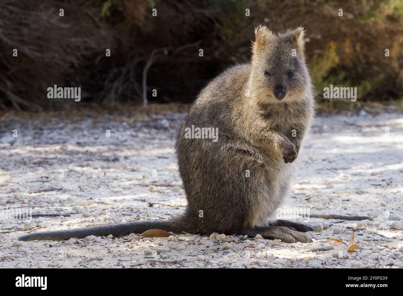 Quokka on Rottnest Island, Australia Stock Photo - Alamy