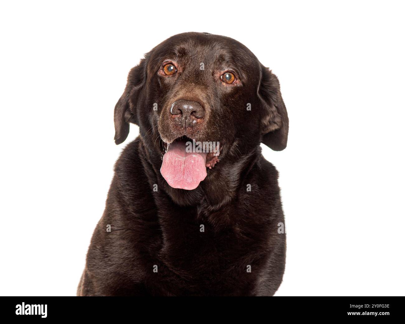 Chocolate labrador retriever panting and looking happy on white ...