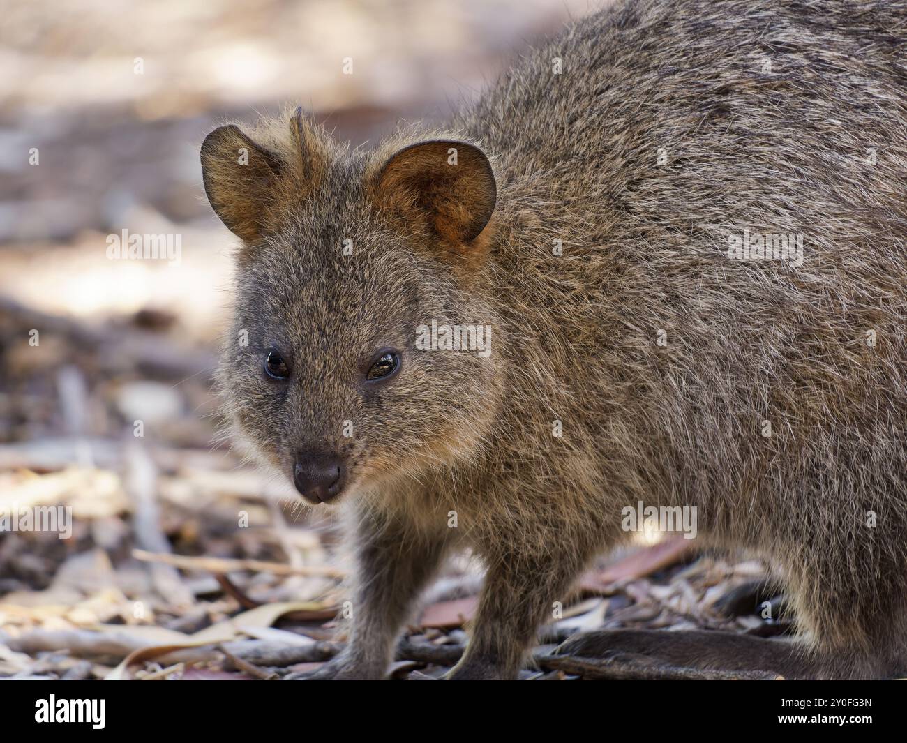 Quokka on Rottnest Island, Australia Stock Photo - Alamy