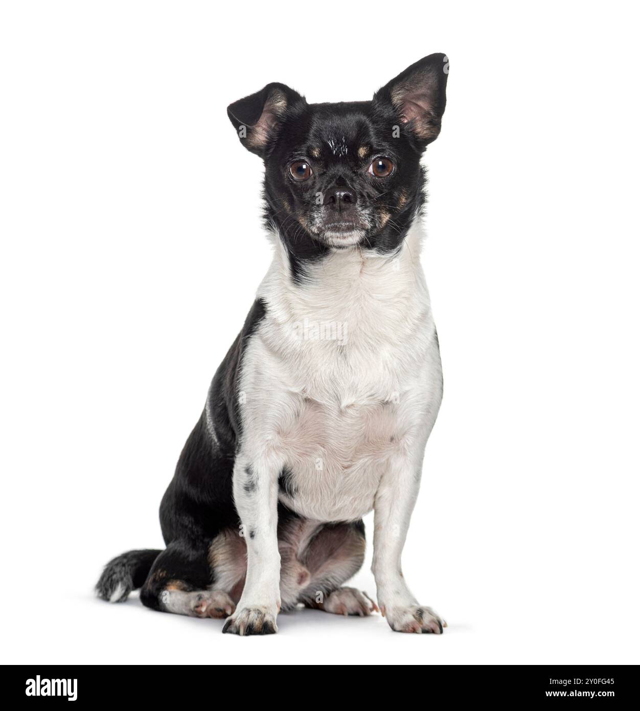 Black and white chihuahua sitting and staring on a white background ...