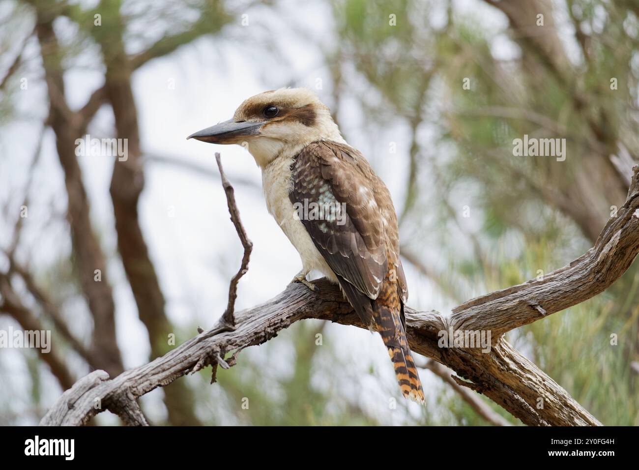 Australian native bird kookaburra natural hi-res stock photography and ...