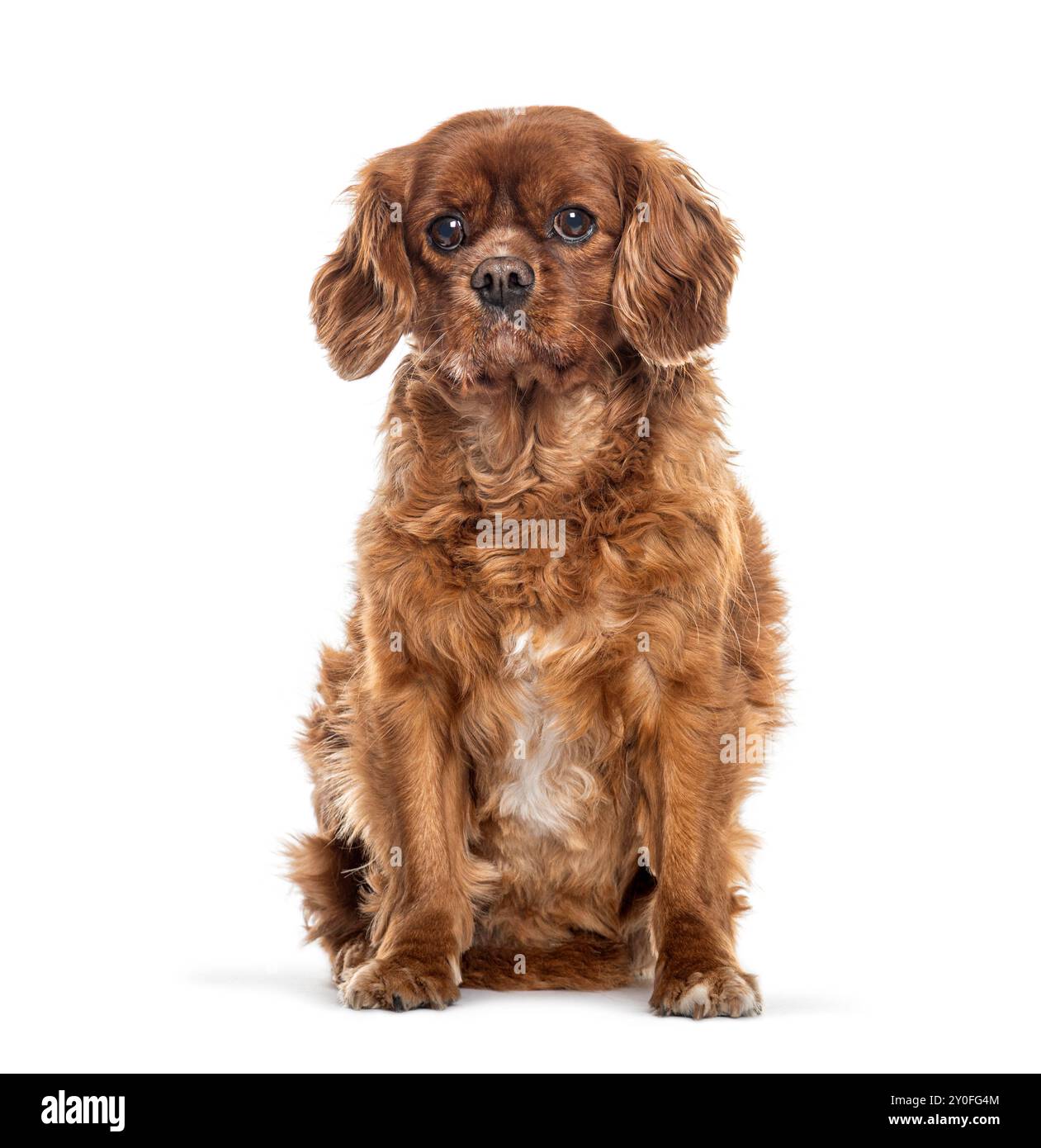 Adult cavalier king charles spaniel dog sitting on the floor and ...