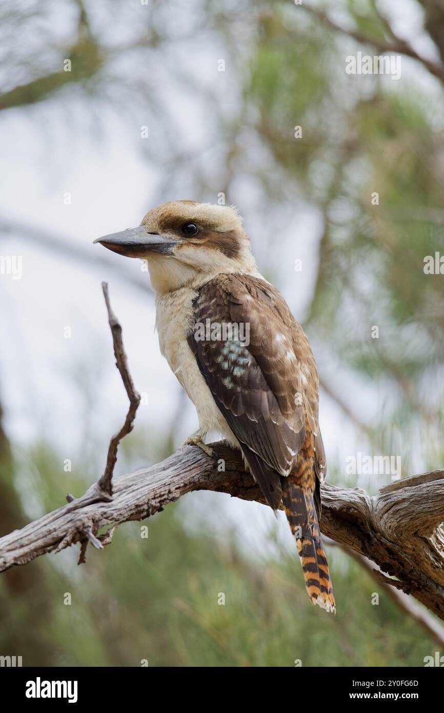 Australian native bird kookaburra natural hi-res stock photography and ...