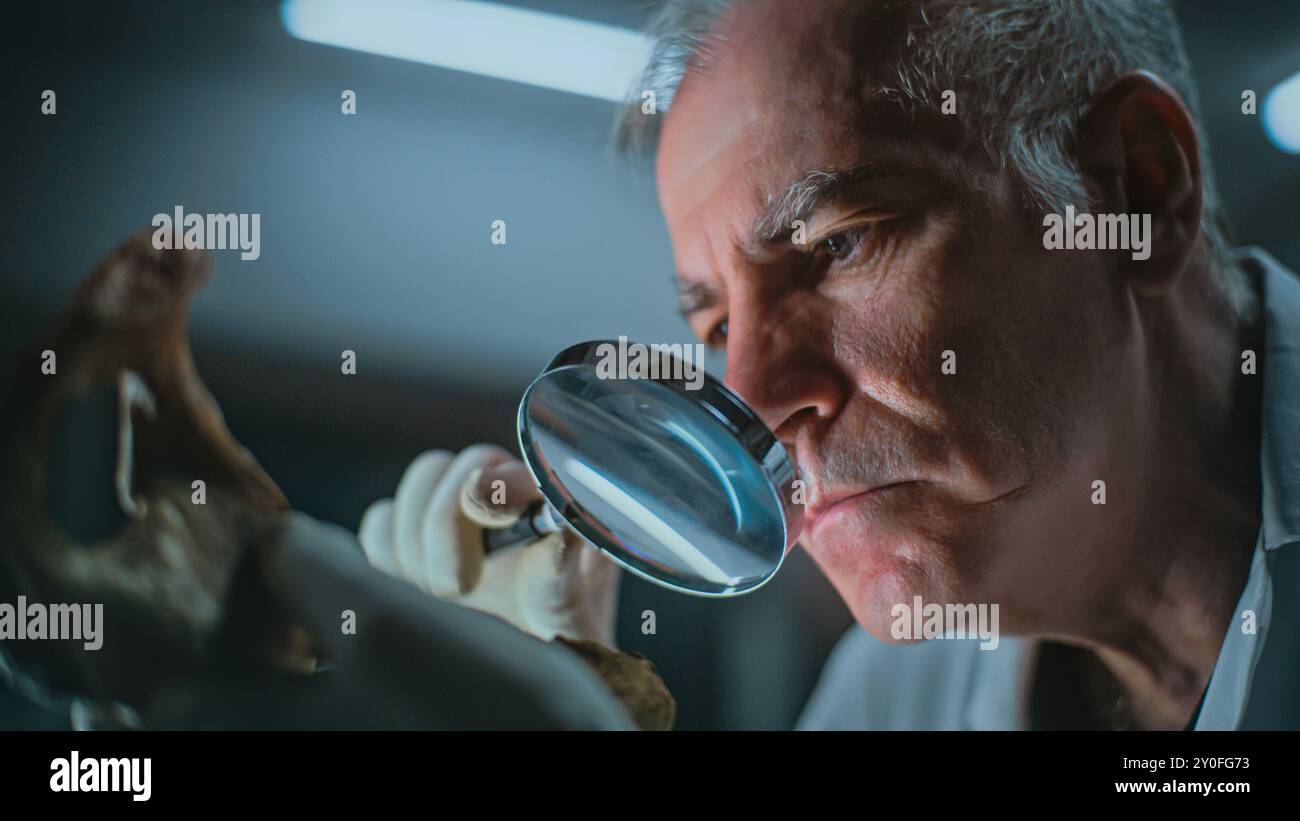 Senior archaeologist studies bones of prehistoric human or animal using ...