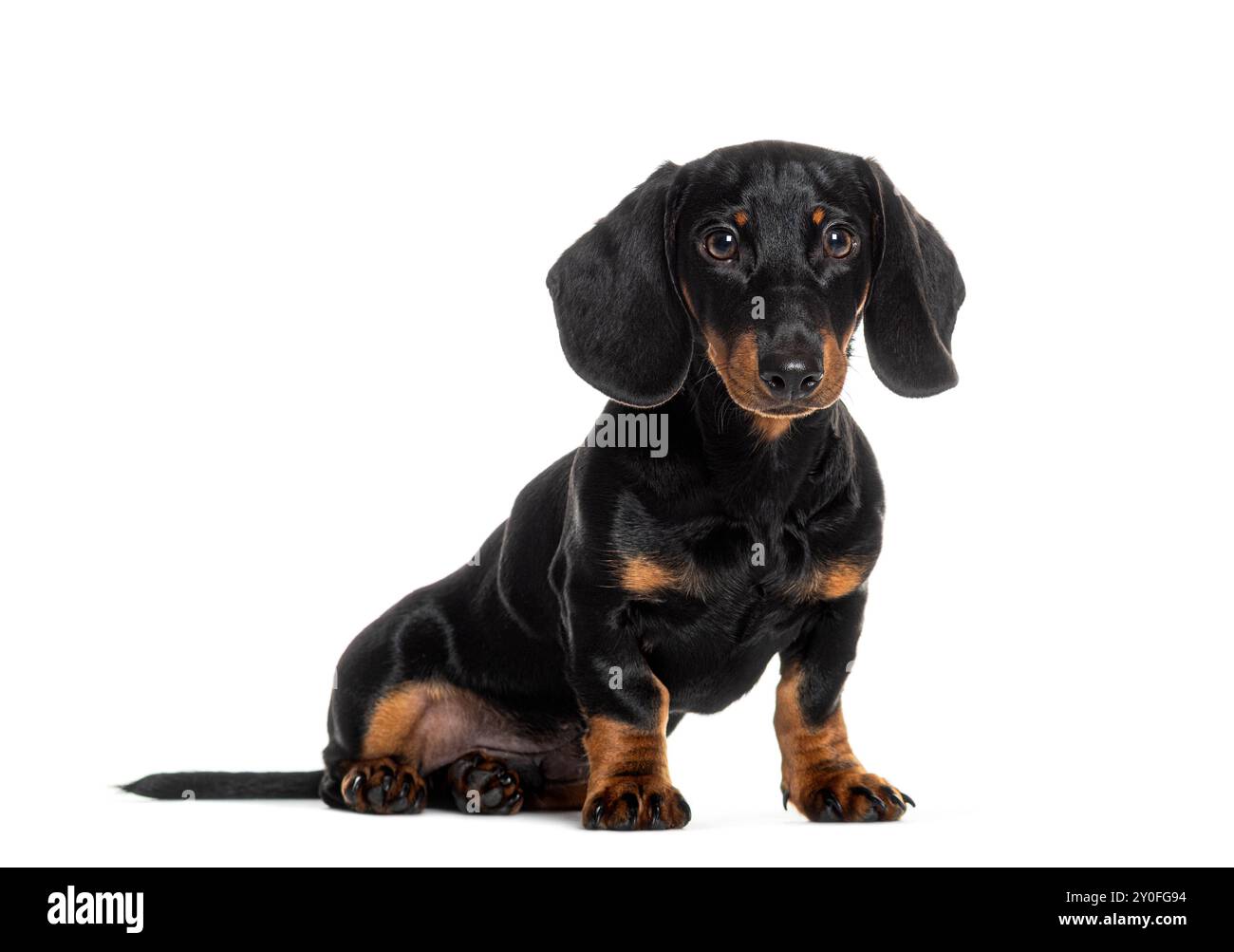 Adorable black and tan four months old dachshund puppy sitting on white ...