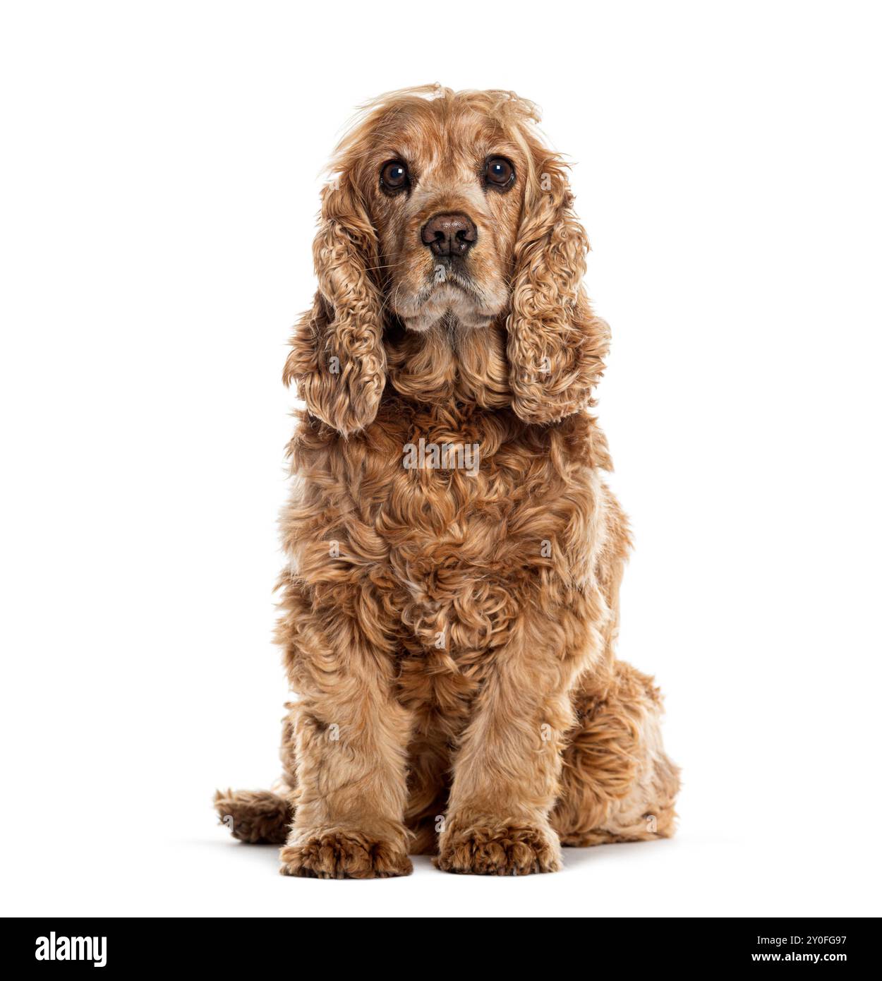 Adult english cocker spaniel sitting on a white background Stock Photo ...