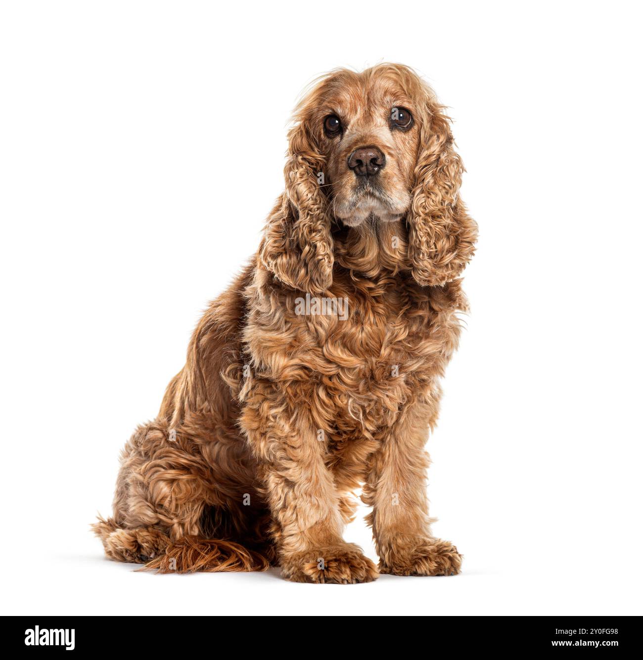 English cocker spaniel sitting on the floor and looking away, isolated ...