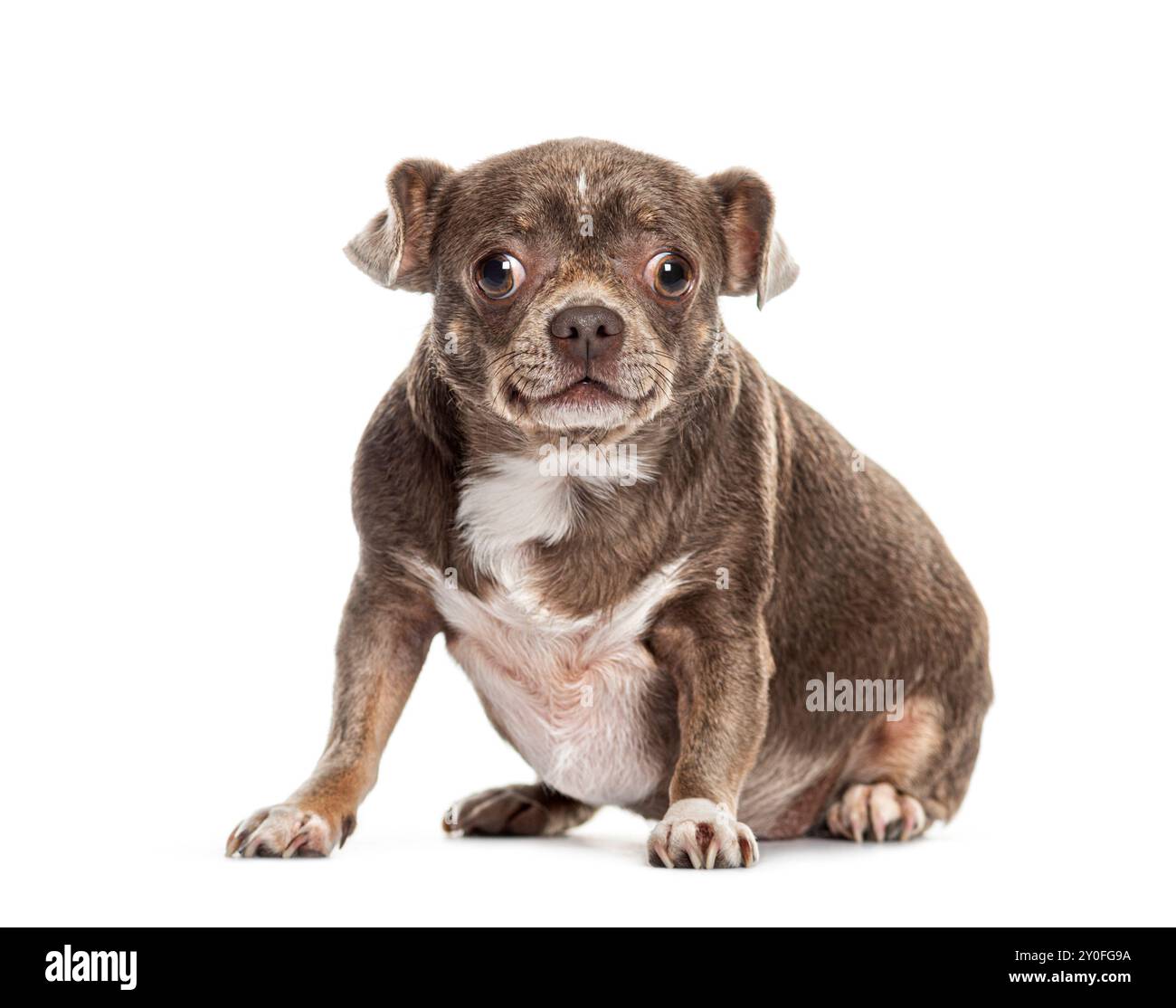 Dog brown on floor Cut Out Stock Images & Pictures - Alamy
