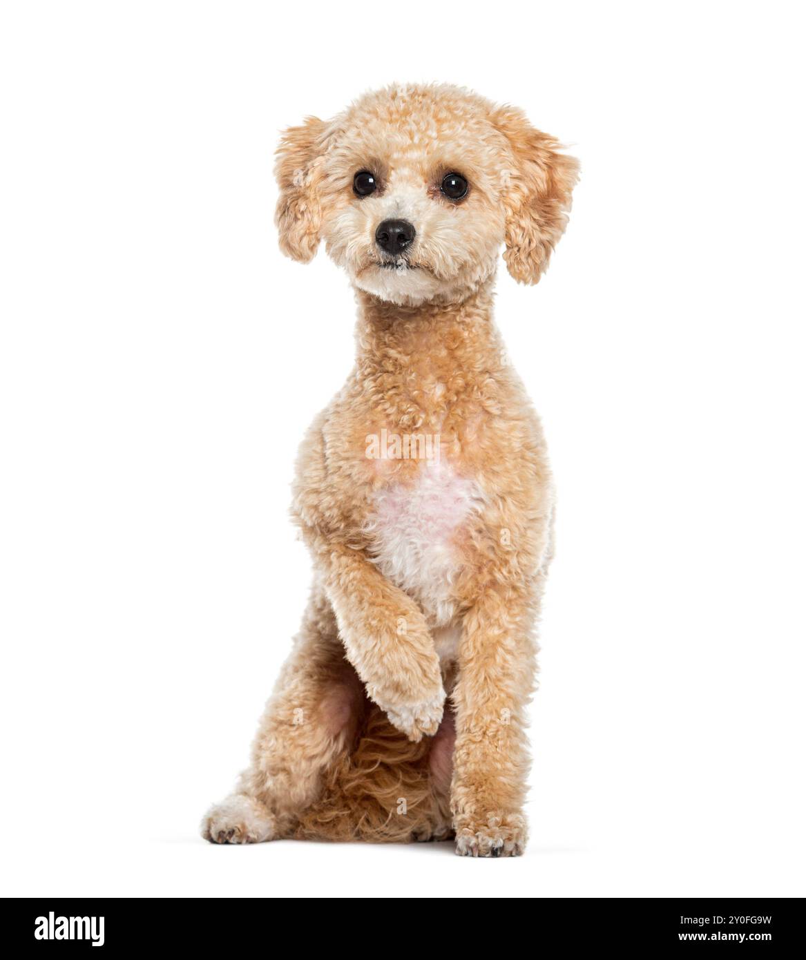 Apricot ten-month-old groomed Poodle puppy sitting and raising a paw up ...