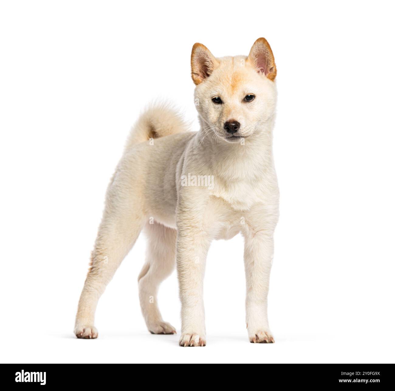 Seventeen weeks old Shiba inu puppy standing and looking forward on ...