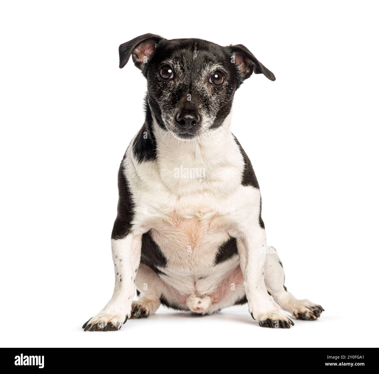 Black and white jack russell terrier sitting and patiently waiting on a ...