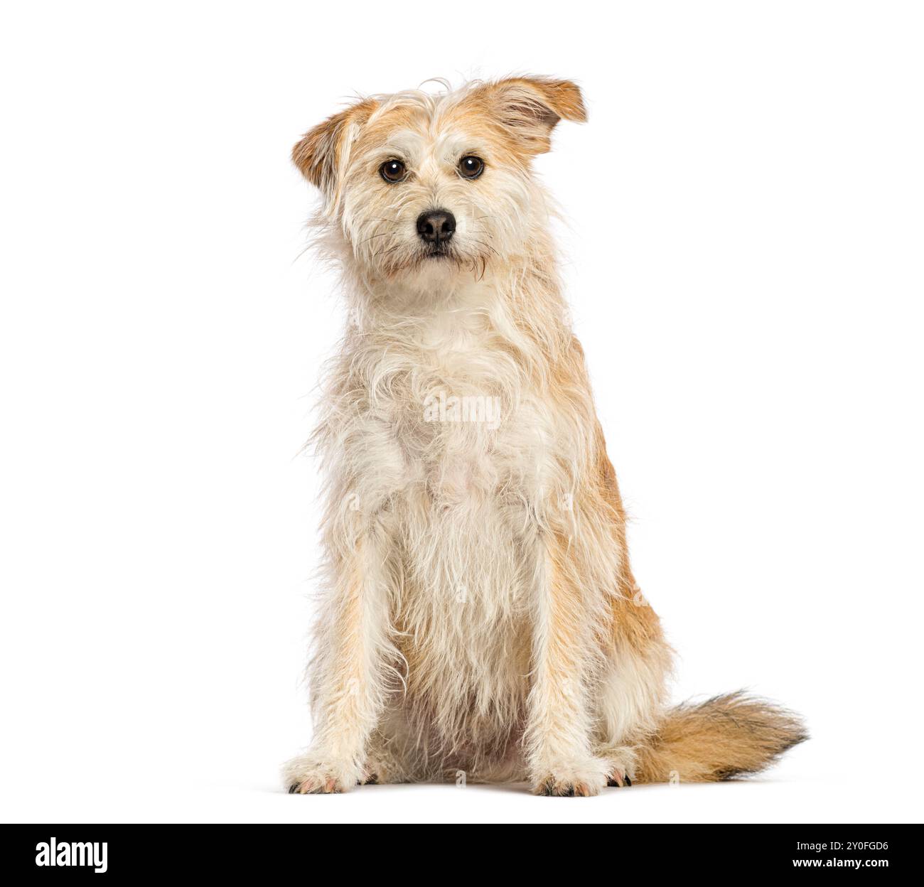 Fluffy mixed breed dog with white and brown fur is sitting patiently on ...