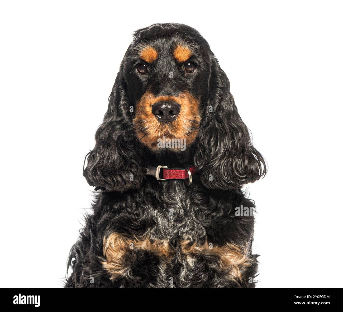 Cute english cocker spaniel puppy wearing a red collar, sitting on a ...