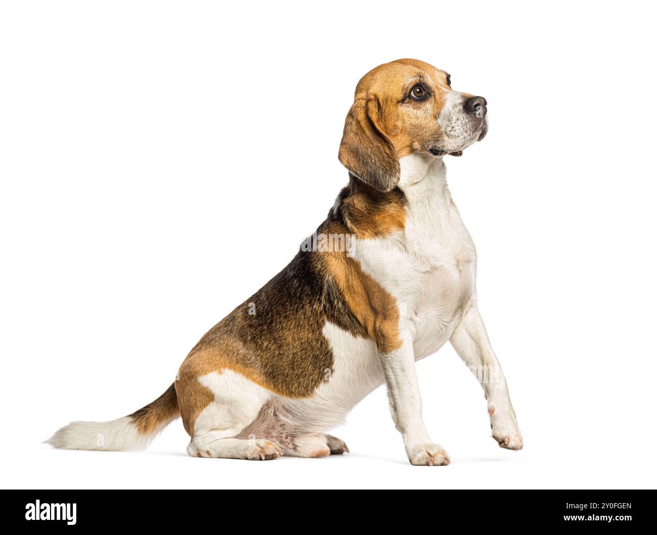 Side view of a Beagle sitting and looking at the camera and raising a ...