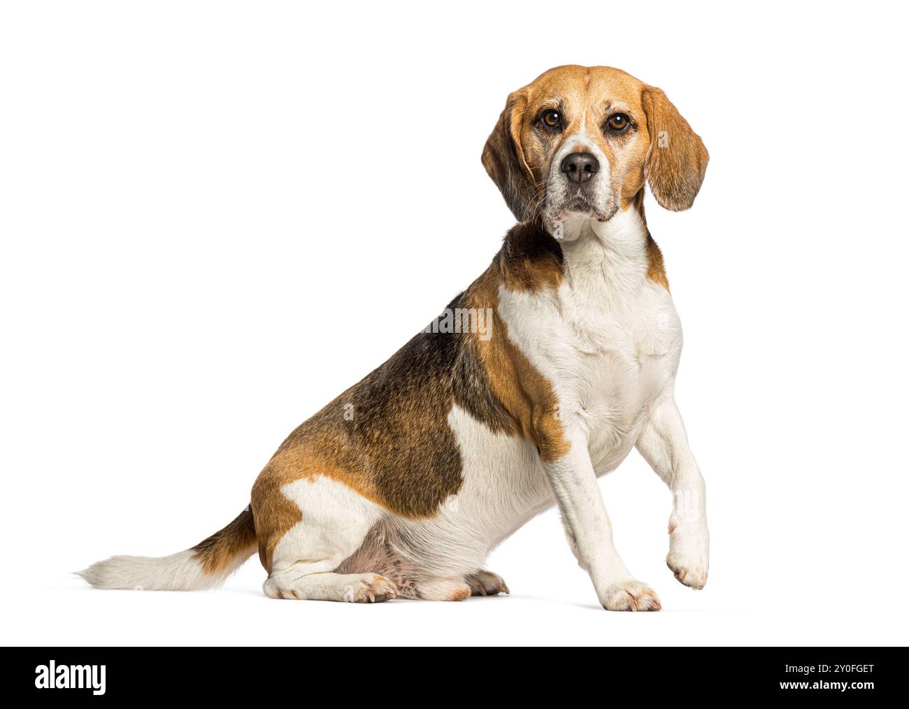 Beagle sitting and looking at the camera and raising a paw, isolated on ...
