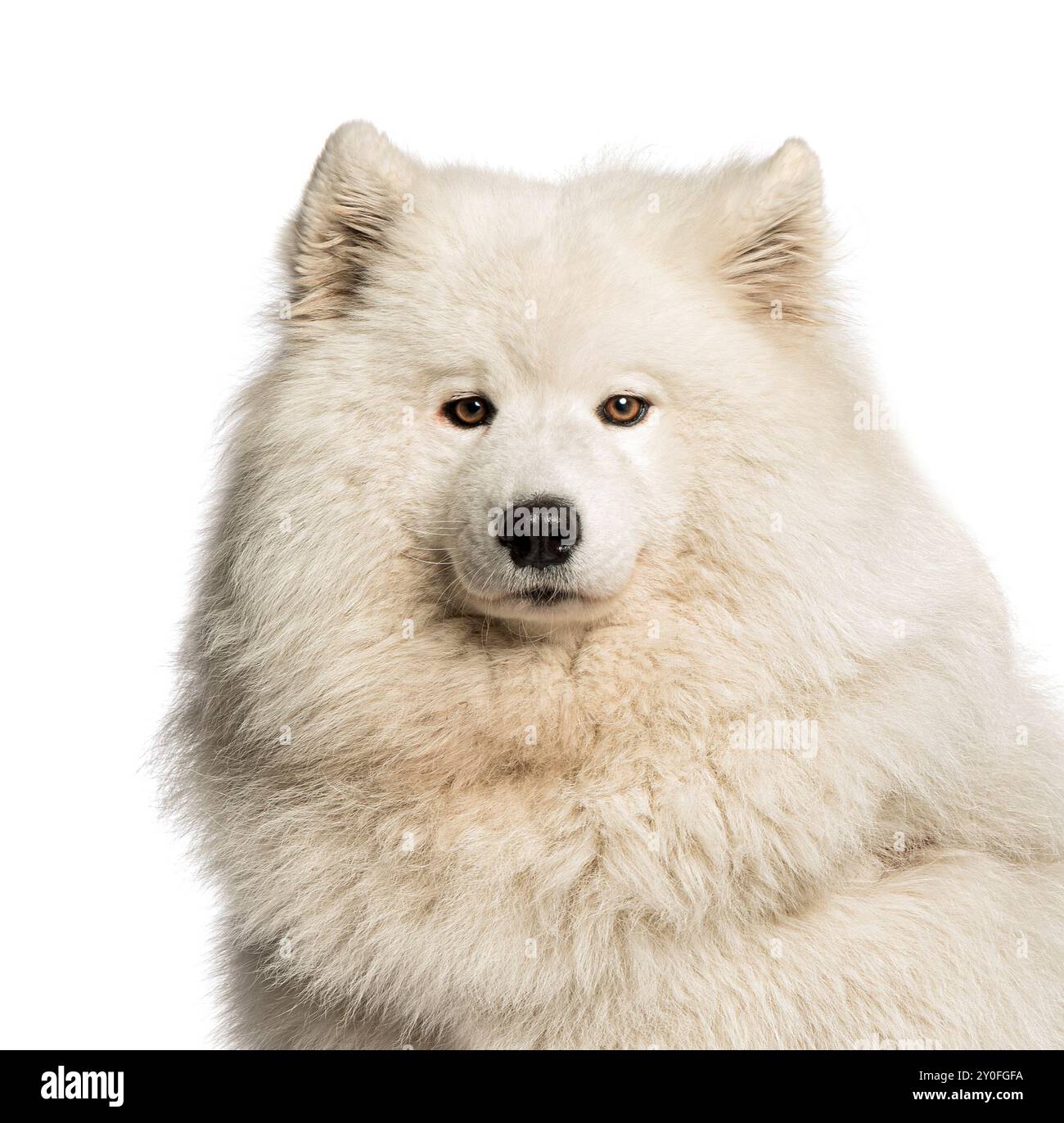 Beautiful samoyed dog with a thick white coat sitting against a white ...