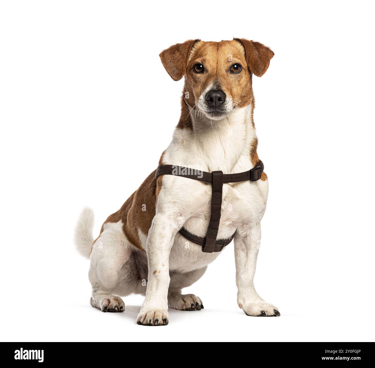Jack russell terrier sitting while wearing a brown harness, isolated on ...
