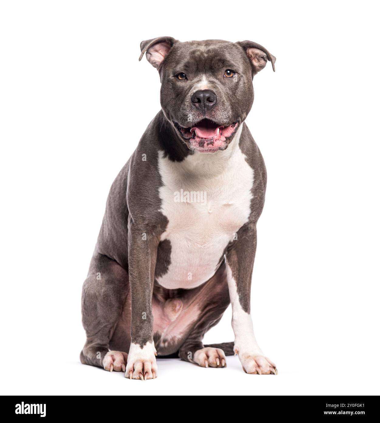 American staffordshire terrier panting Cut Out Stock Images & Pictures ...
