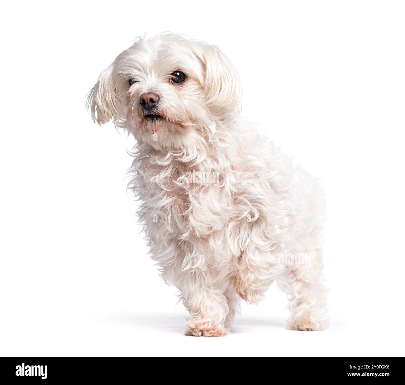 Small, fluffy, white dog standing and raising one paw on a white ...