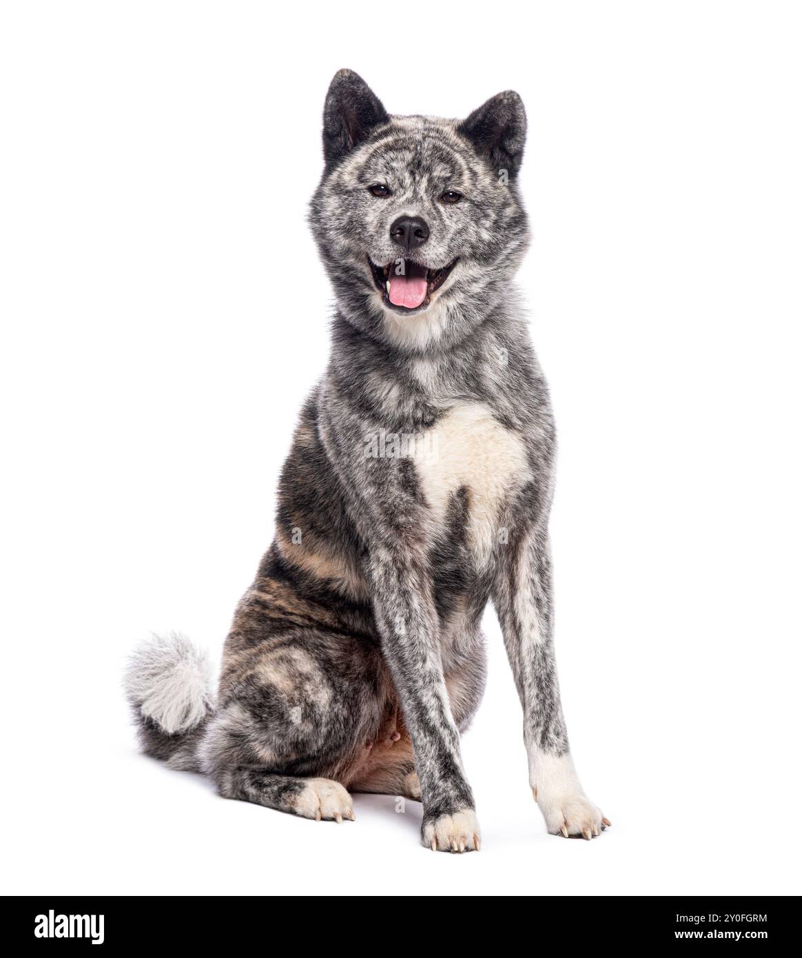 Happy akita inu dog panting and looking at camera with tongue out on ...