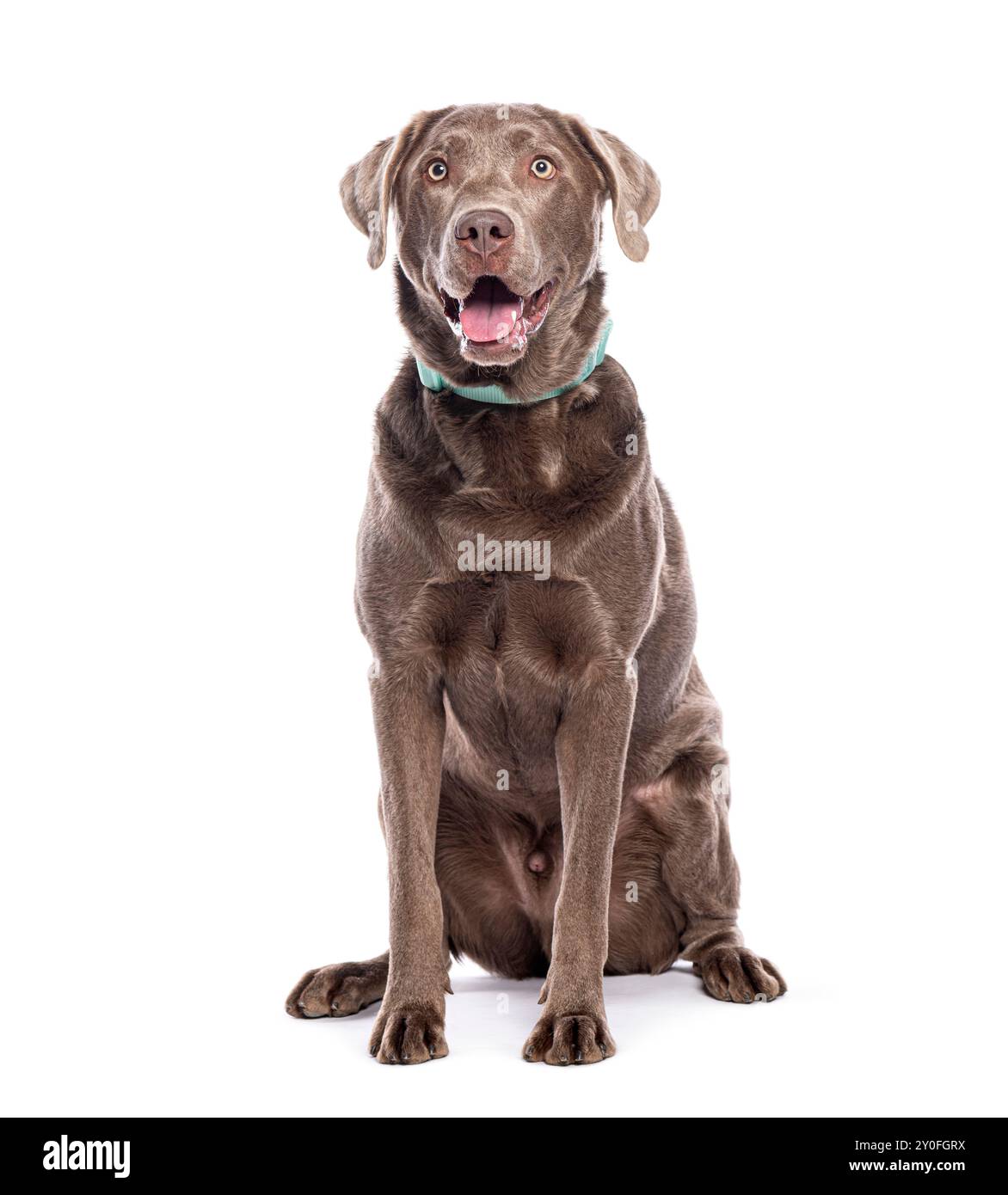 Chocolate labrador retriever dog wearing a collar sitting and looking ...
