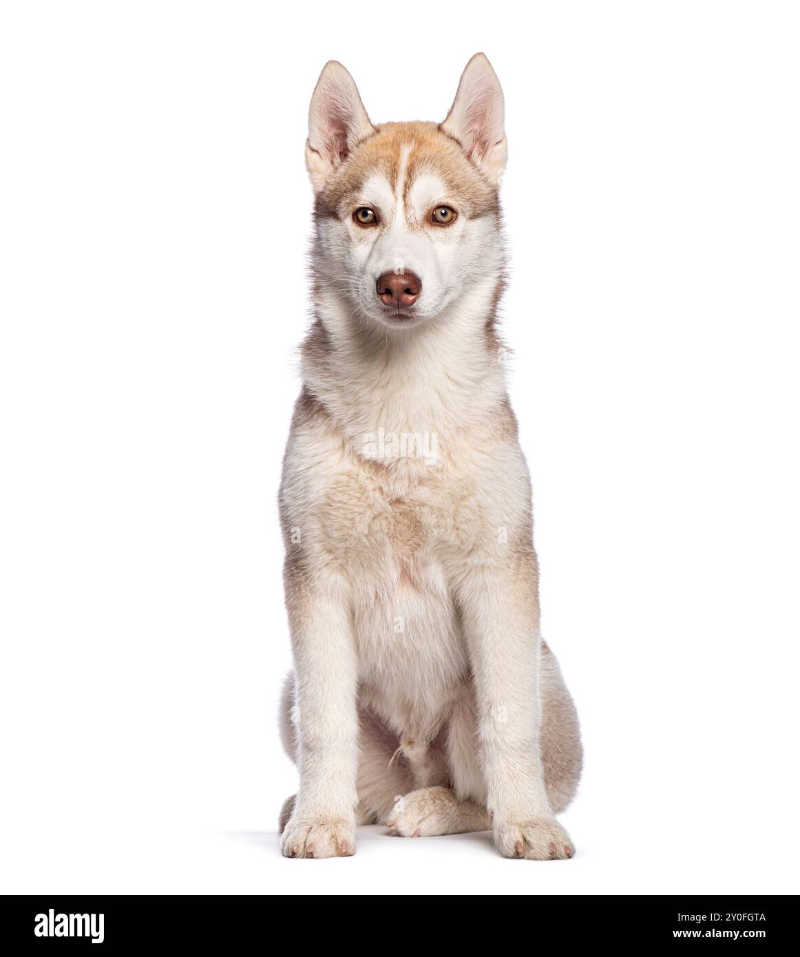 Young siberian husky puppy sitting and looking forward at camera on ...