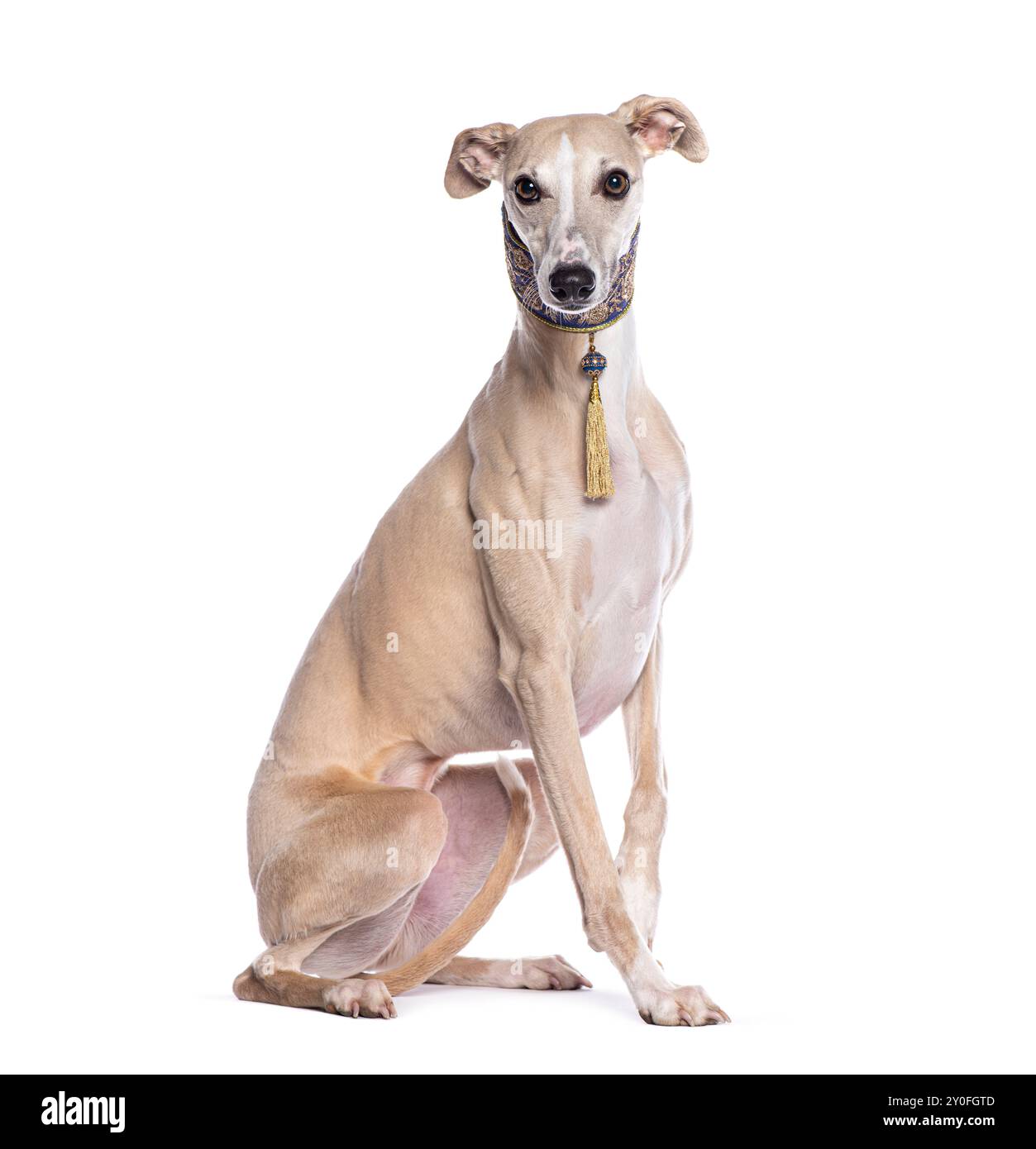 Beautiful whippet dog with a fancy blue and gold collar sitting on a ...