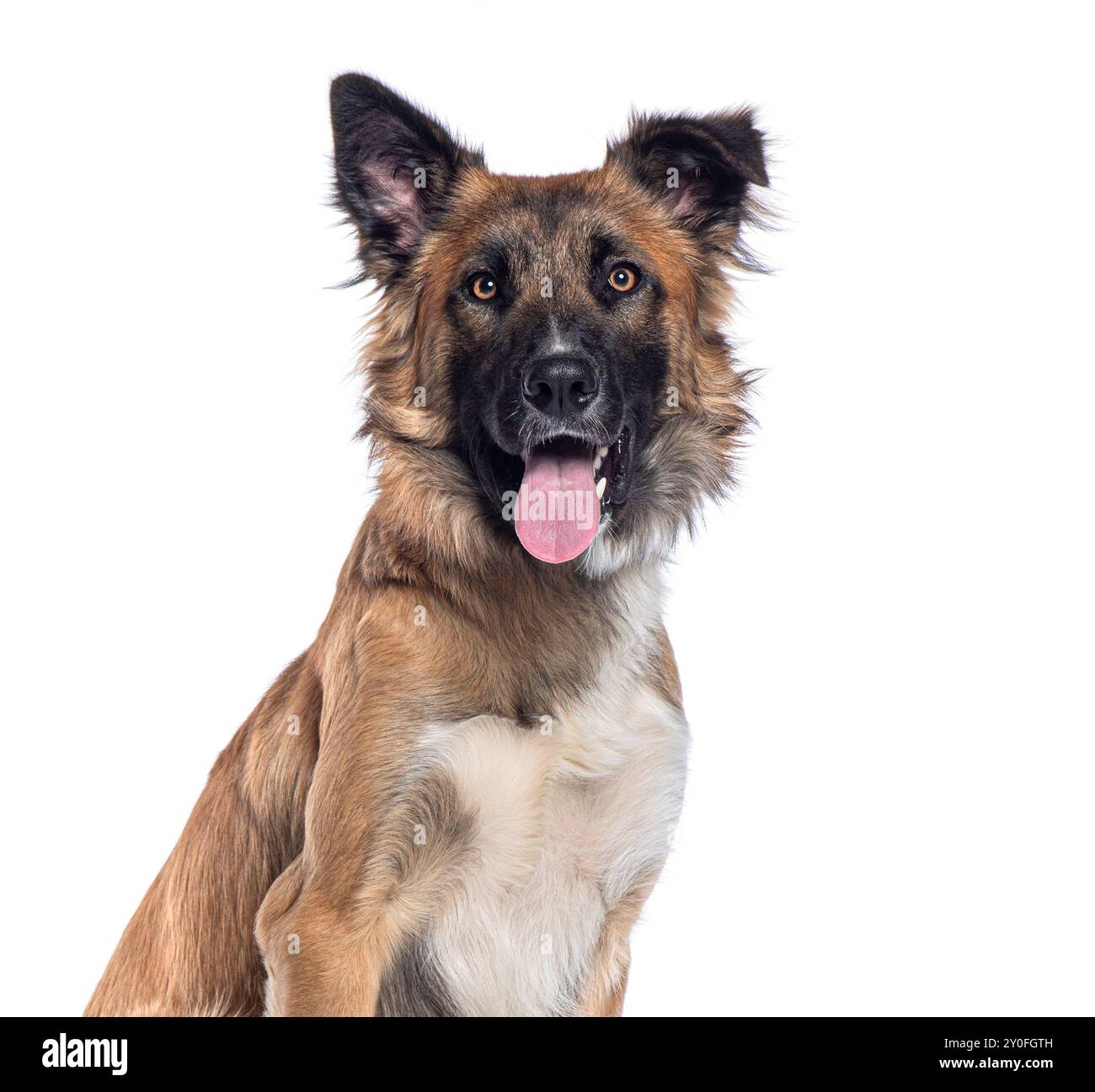 Malinois Collie, Mix border collie and a Malinois, isolated on white ...