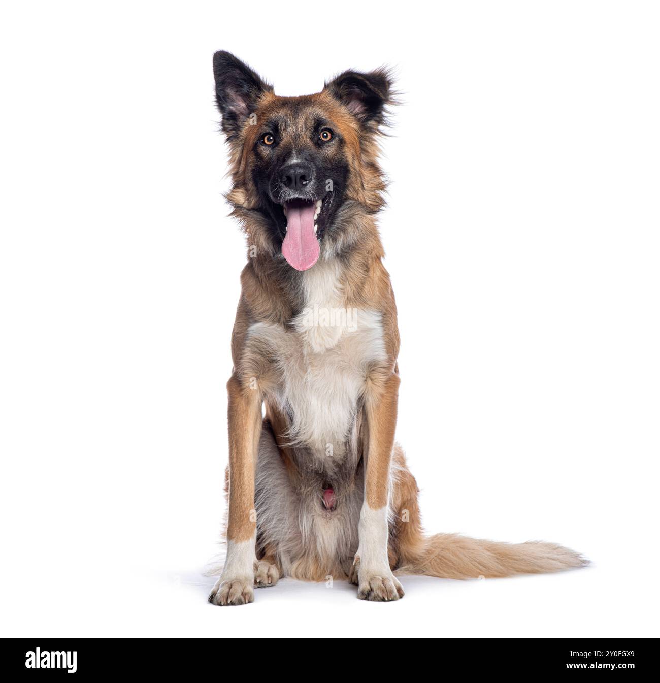 Malinois Collie, Mix border collie and a Malinois, isolated on white ...