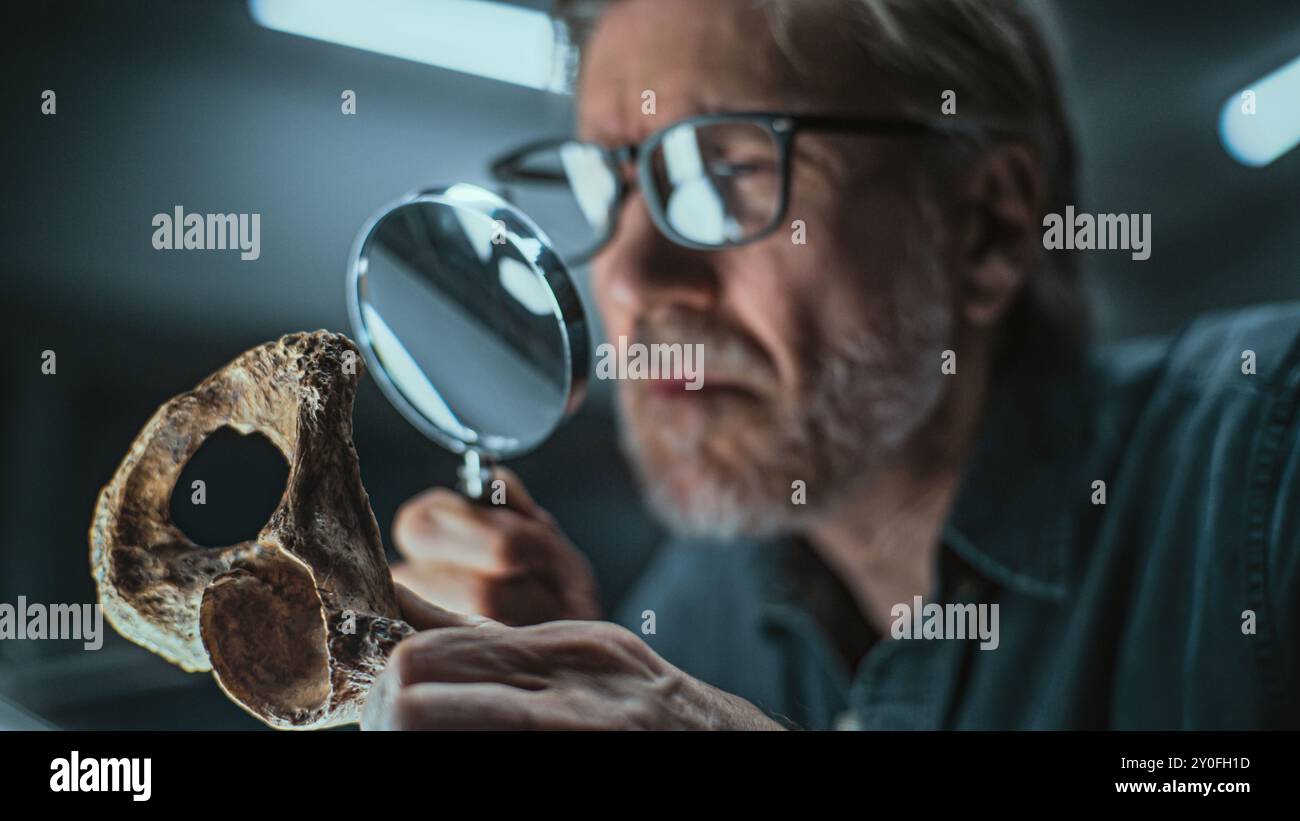 Mature archaeologist examines ancient extinct human or animal remains ...