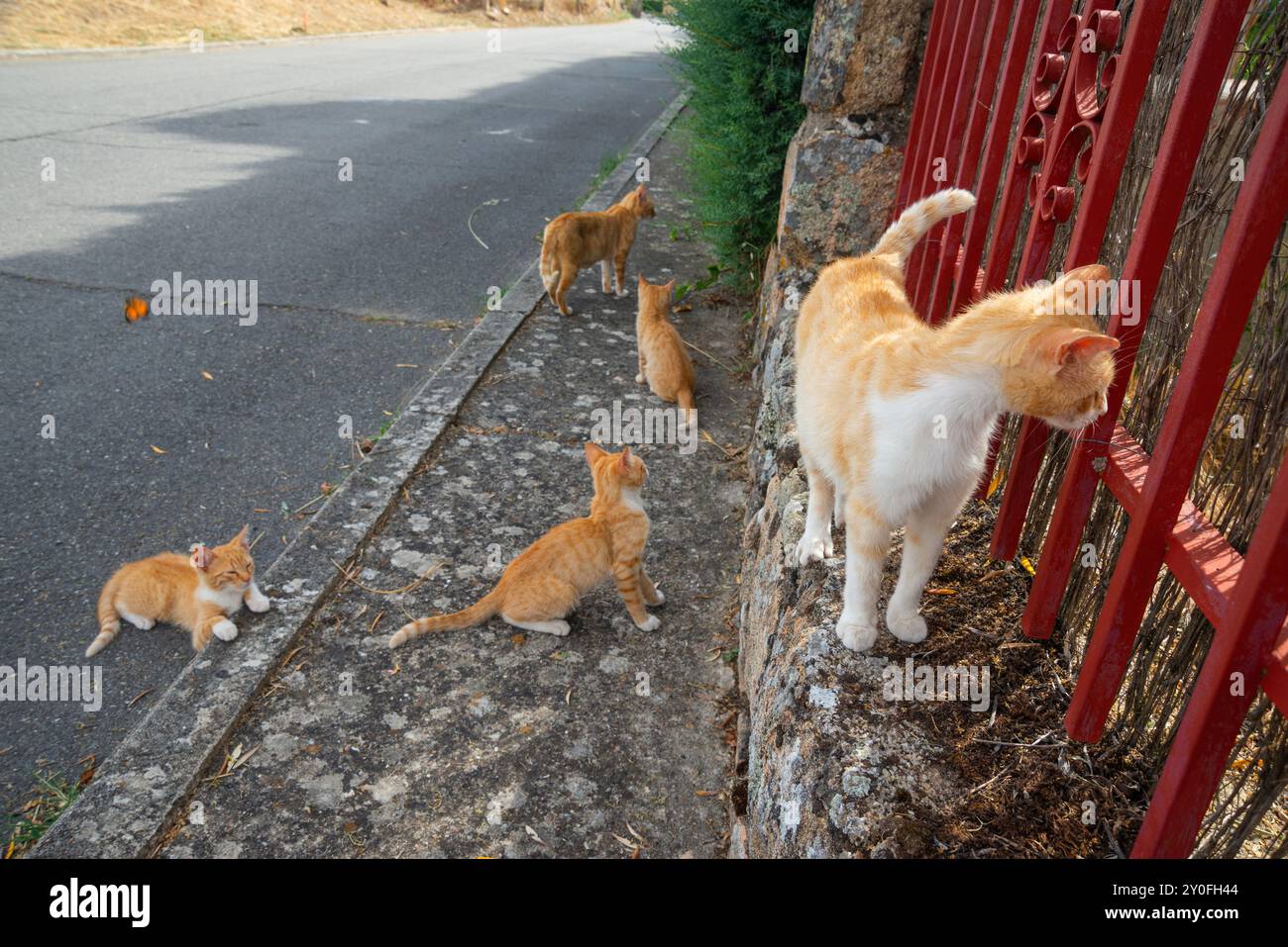Family with animals hi-res stock photography and images - Alamy