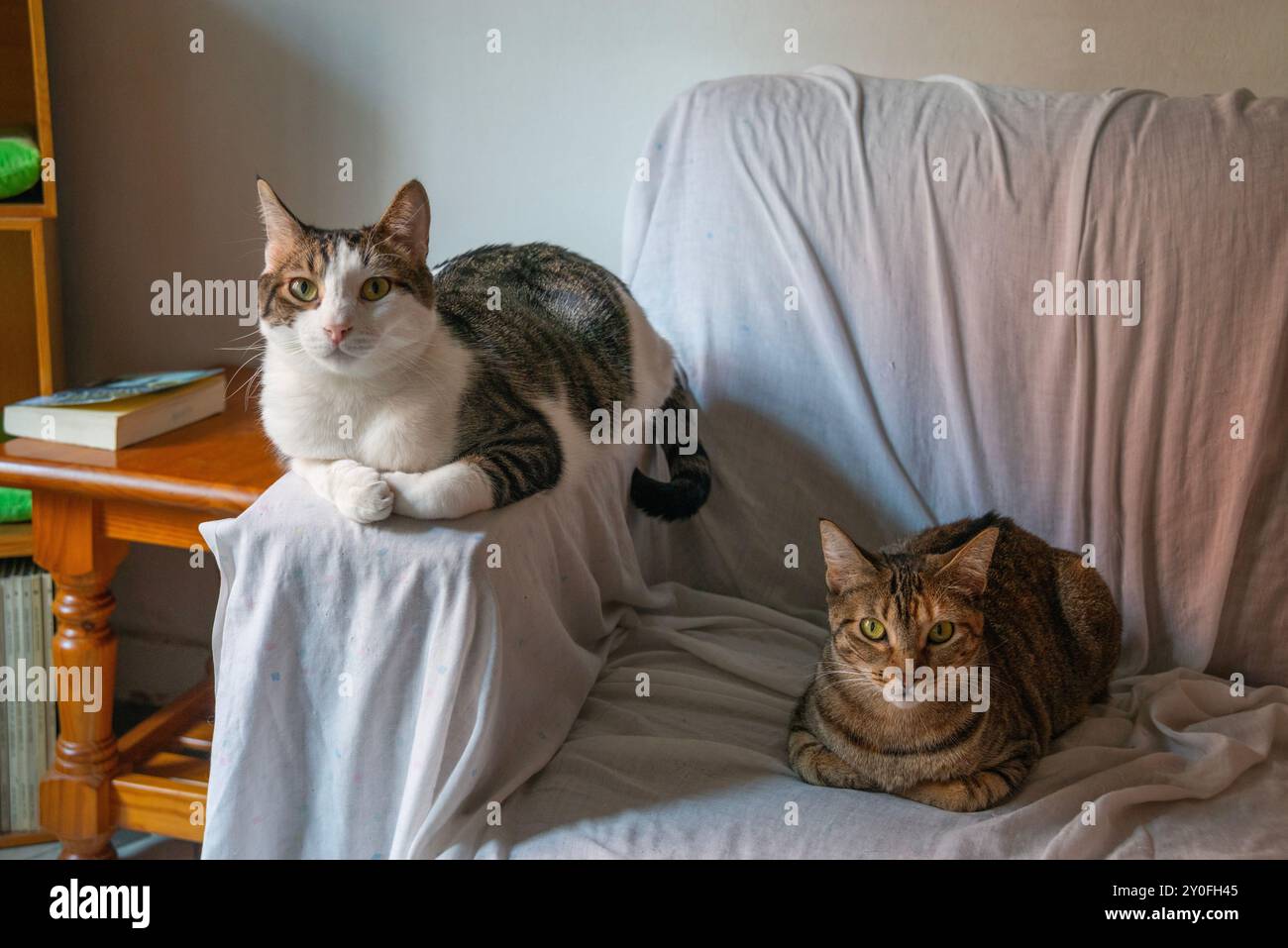 Two cats on the sofa hi-res stock photography and images - Alamy
