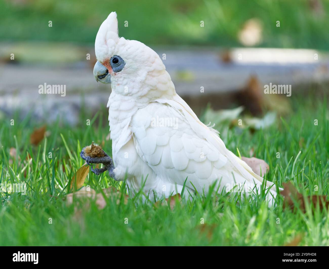 Little Corella feeding in grass Stock Photo - Alamy