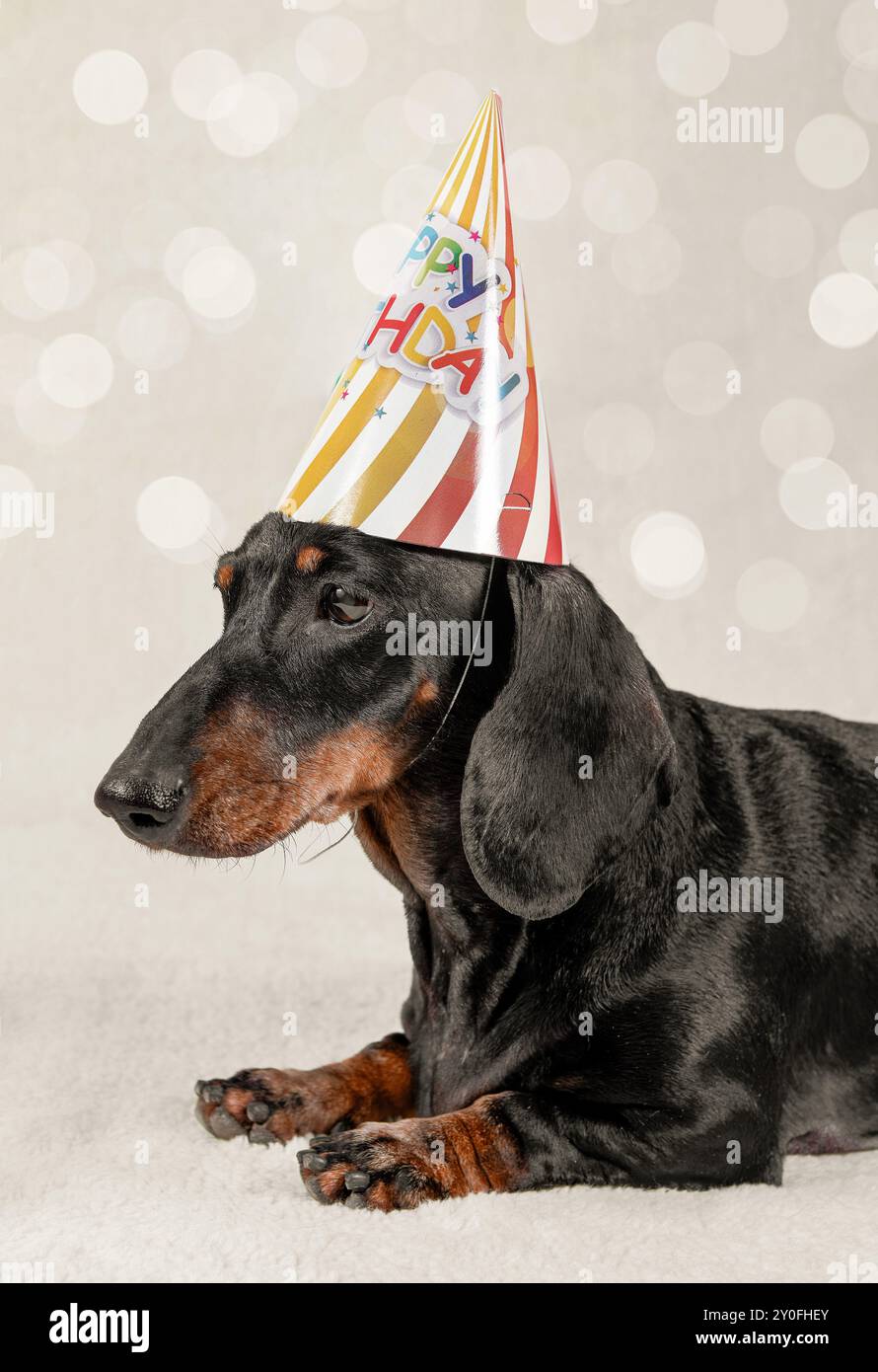 A cute old dachshund in a bright festive hat looks curiously at the ...