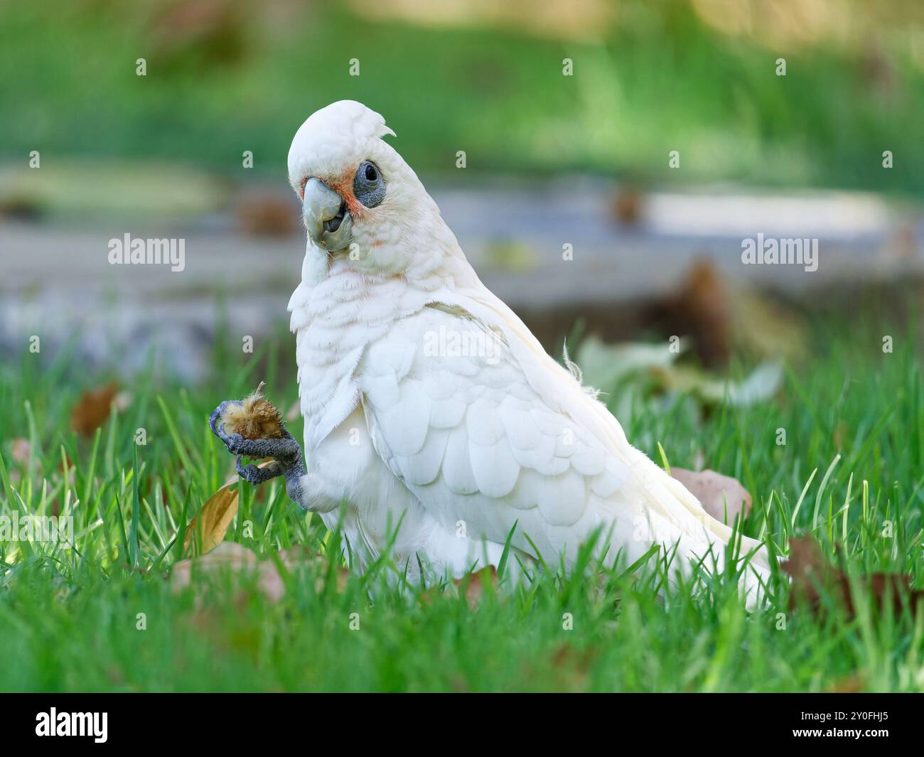 Little Corella feeding in grass Stock Photo - Alamy