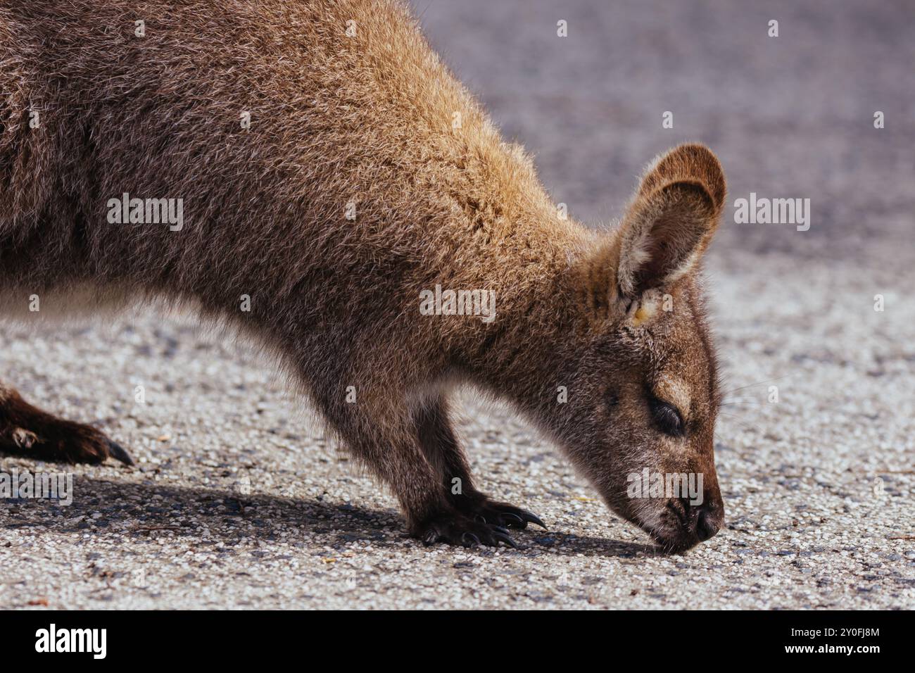 A Wallaby in Tasmania Australia Stock Photo - Alamy