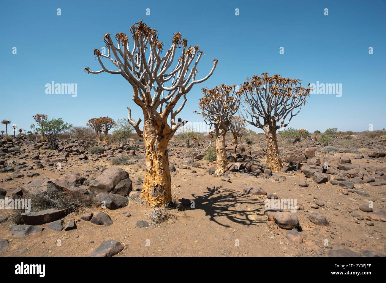 powerful quiver trees in desert by hot sunny day Stock Photo - Alamy