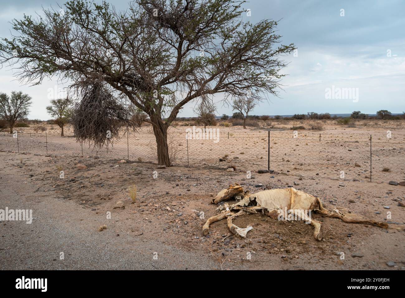 dead antelope corpse laying in sand desert by gloomy day in Namibia ...