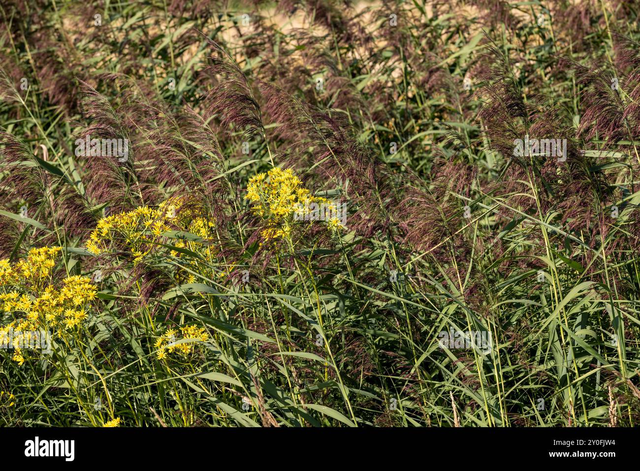 Green grass growing in the field in the summer, agricultural fields in ...