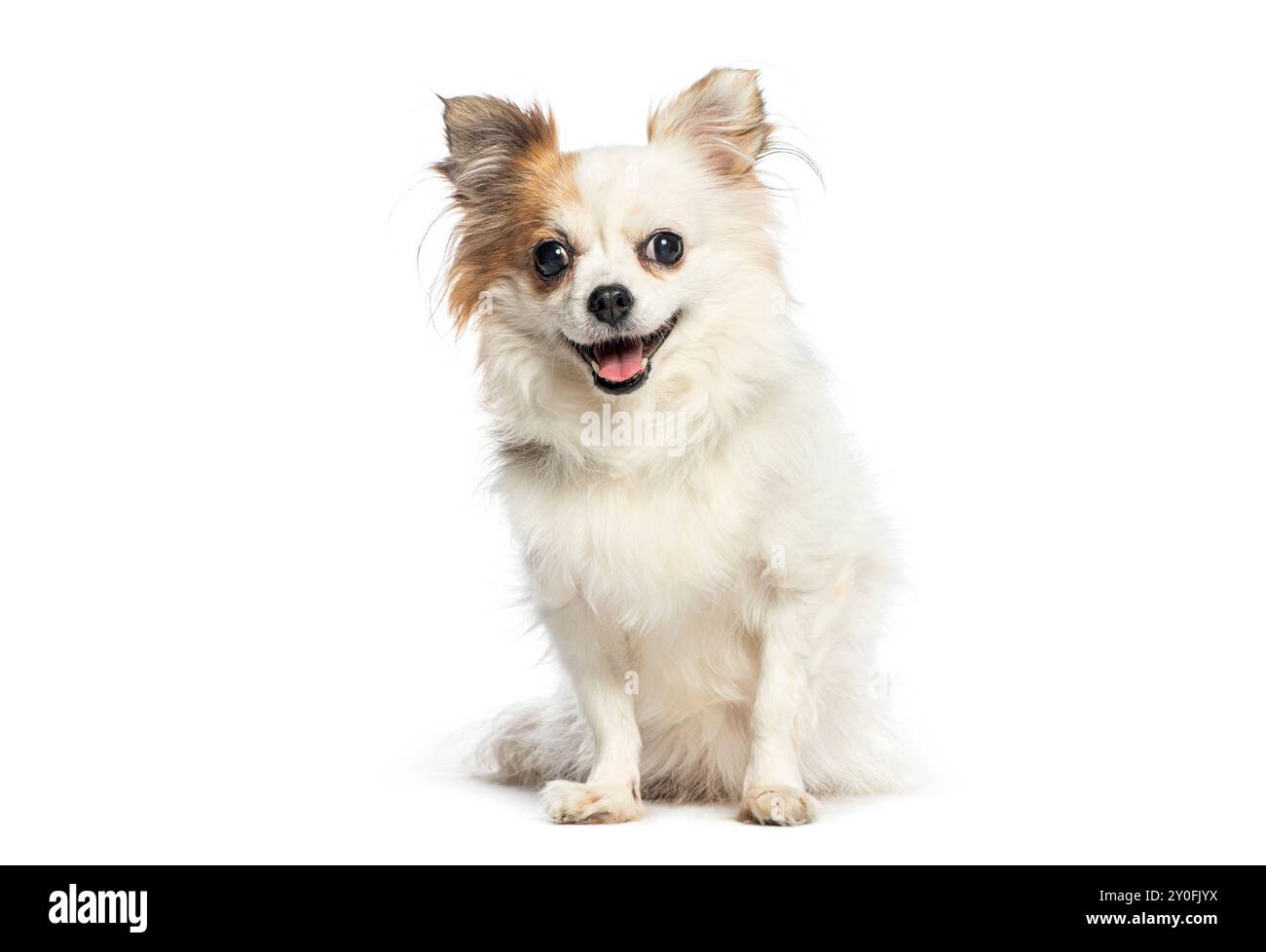 Happy chihuahua dog sitting, panting and look like smiling, isolated on ...
